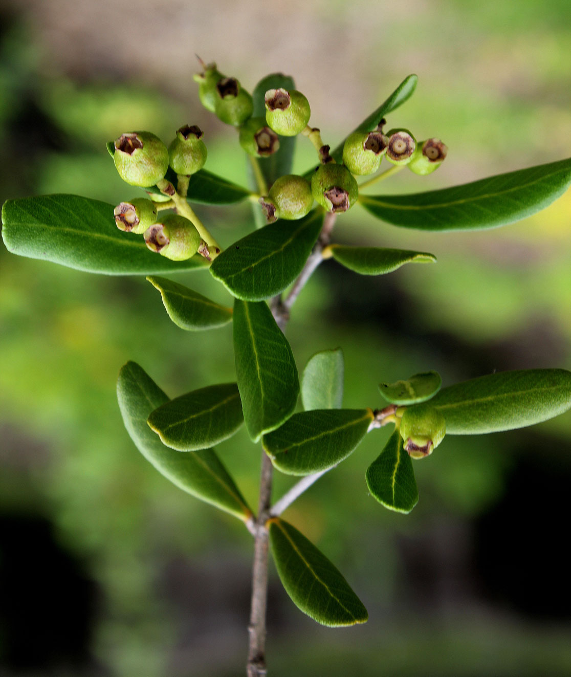 Canelilla - Lista Roja
